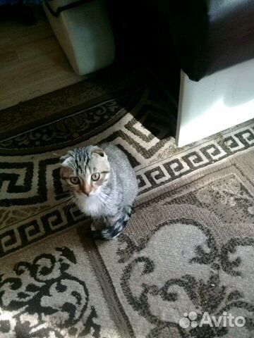 Катенок шатландской вислоухой породы