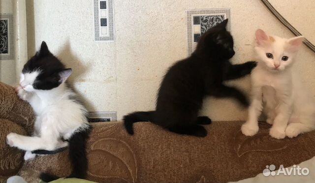 Отдам котят и к ним корм