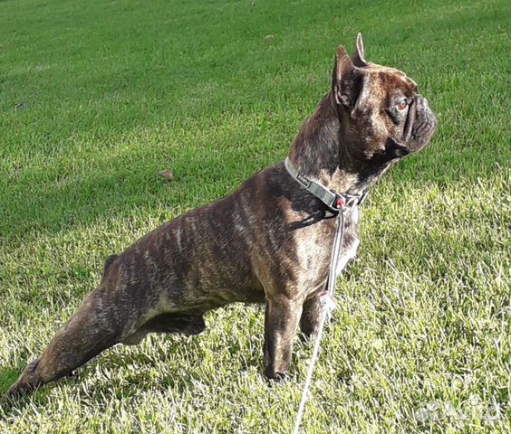 Француз для вязки