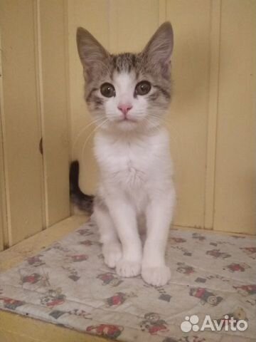 Котенок Винни, 4 месяца (из приюта)
