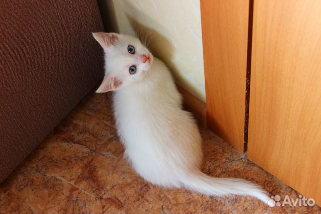 Котенок, девочка Белоснежка, 2 мес