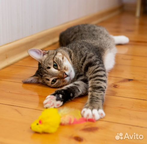 Ласковейший котик