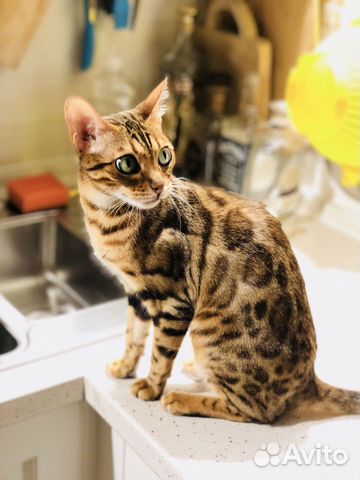 Бенгальская кошка