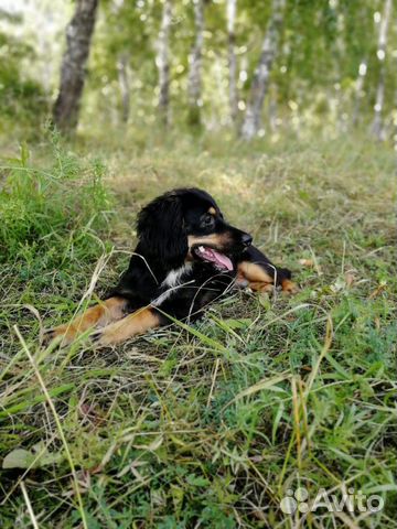 Отдам только в надёжные руки