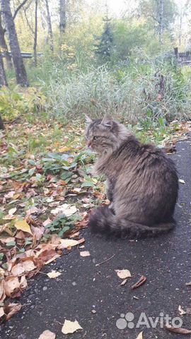 Котик SOS