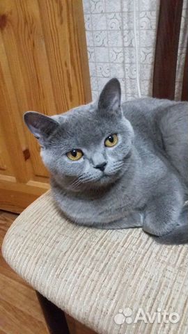 Челси