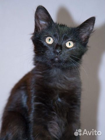 Котенок Ночка