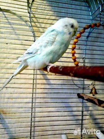 Попугай волнистый, самочка