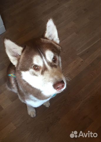 Кобель хаски