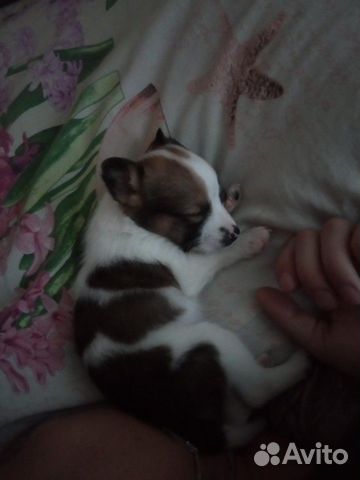 Щенок чихуахуа и той терьер