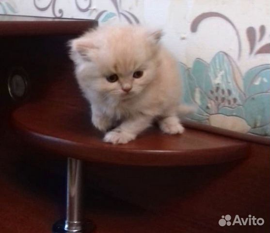 Продам котенка перс экстремал смесь