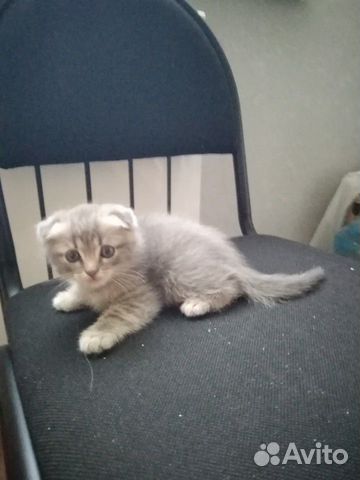 Котята отдам в добрые руки