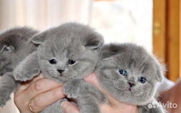 Голубые мимимишки