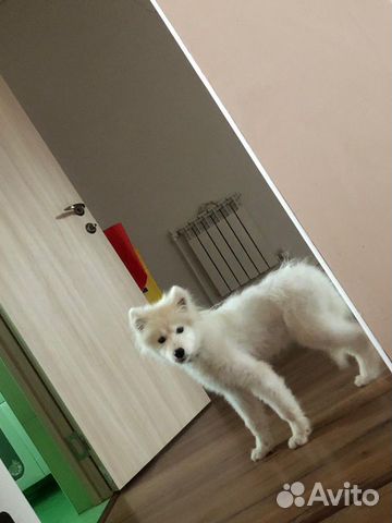 Продается самоедская лайка, 4 месяца