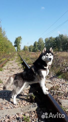 Кобель хаски (вязка )