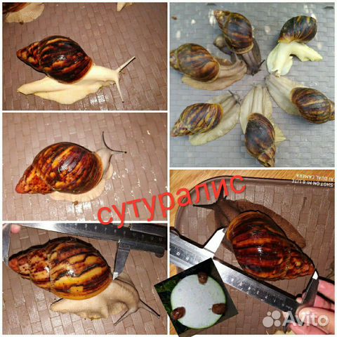 Улитки архахатина и ахатина