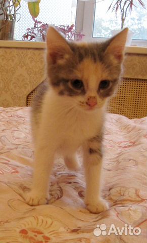 Домашний трехцветный котенок девочка