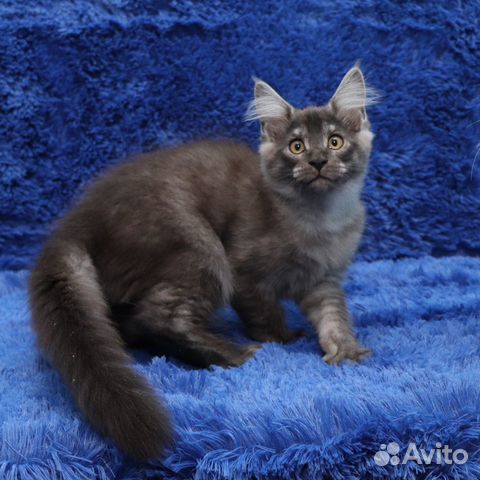Чёрный дымный котёнок Зазу