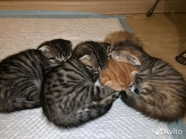 Котята шотландцы, 2 месяца