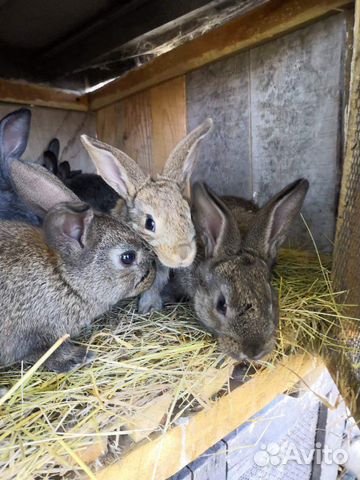 Кролики и куры