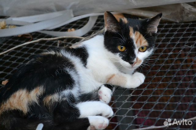Котенок в добрые руки