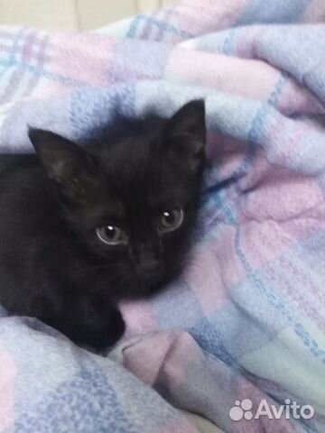 Домашняя пантера