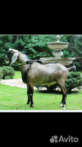 Козы+козел нубийский