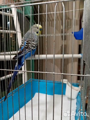 Обменяю попугая Кешу на морскую свинку