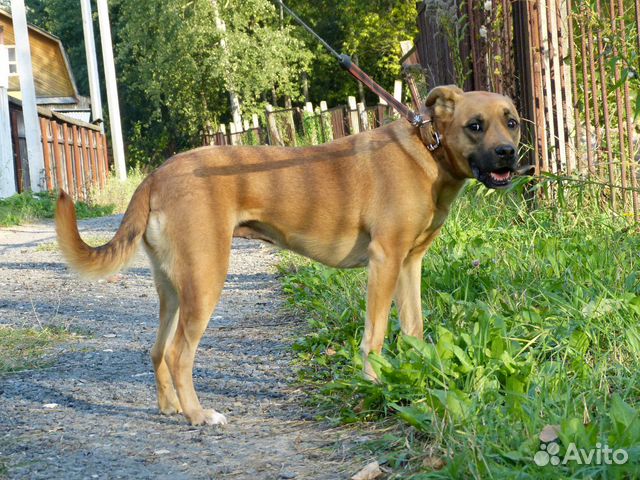 Метис стаффорда в дар, метис боксера в дар