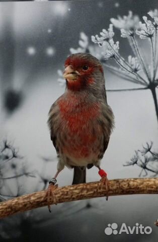 Канарейки чёрно красный мозаик