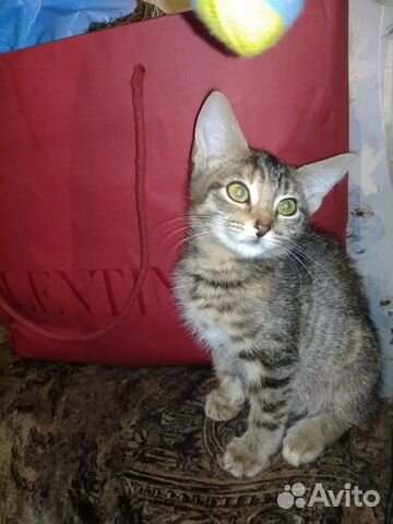 Котенок девочка