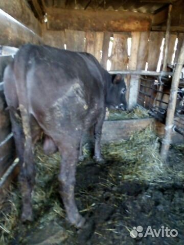 Бык и 2 телки