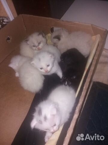 Котята британские