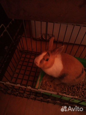 Кролик декаративный