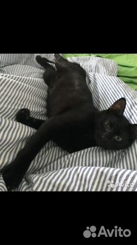Котик пантер