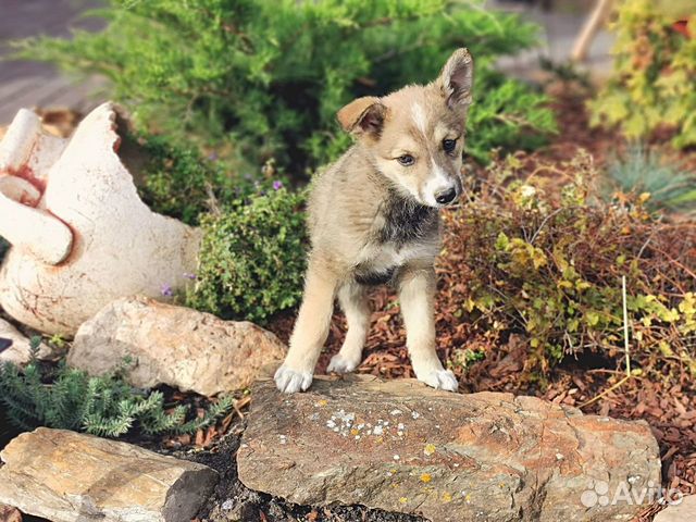 Щенок Сага Стерилизованная, 2,5 мес. Привита