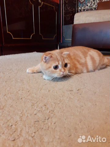 Продам милых кошек