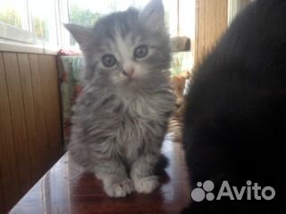 Отдаем малышей в хорошие руки