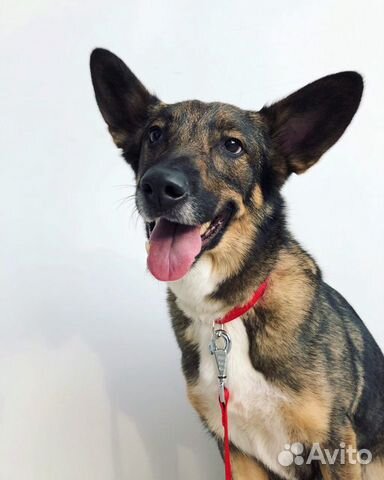 Собака-олененок в добрые руки