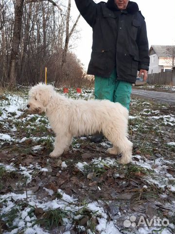 Щенок южака