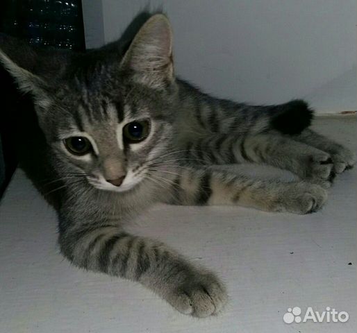 Котенок