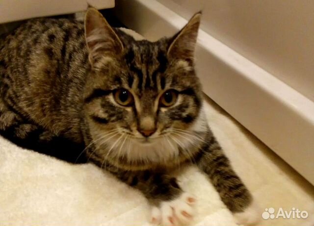 Василиса Прекрасная и Премудрая