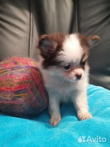 Девочка чихуахуа