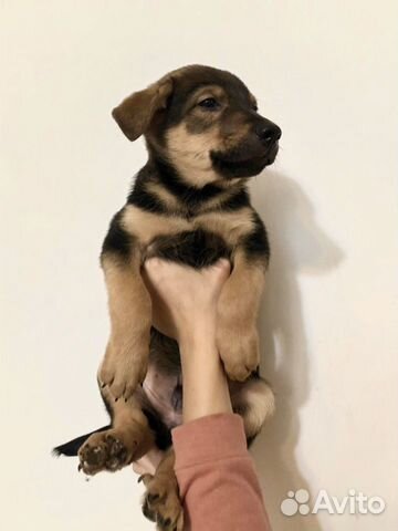 Метис восточноевропейской овчарки Штрудель