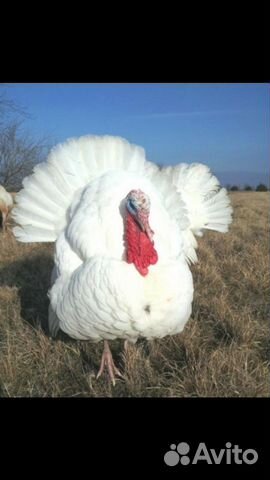 Продаются индюки (самцы) выращенные на собственных