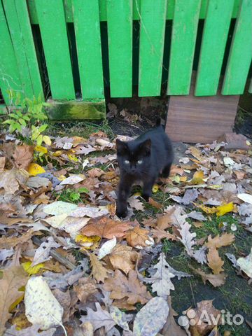 Котята
