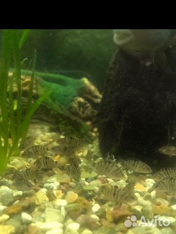 Аквариумные рыбки цихлиды