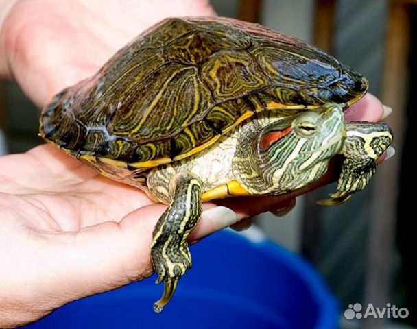 Отдам Бесплатно Черепах