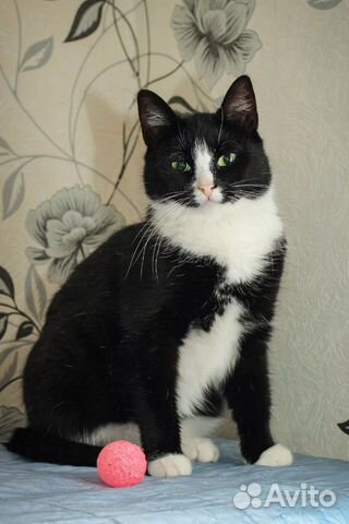 Катенька в добрые руки