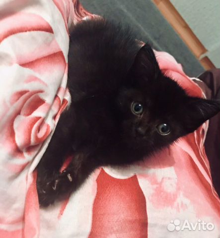 Арсений ждет хозяина